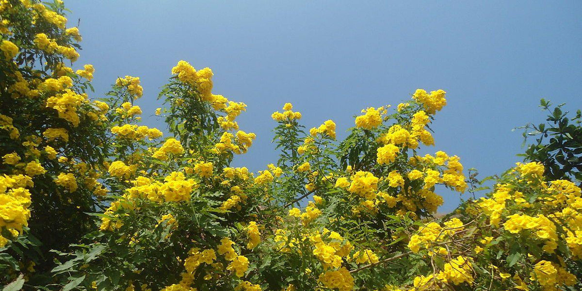 Tecoma Stans Seeds | Yellow Bells, Yellow Elder Seeds – ChhajedGarden.com