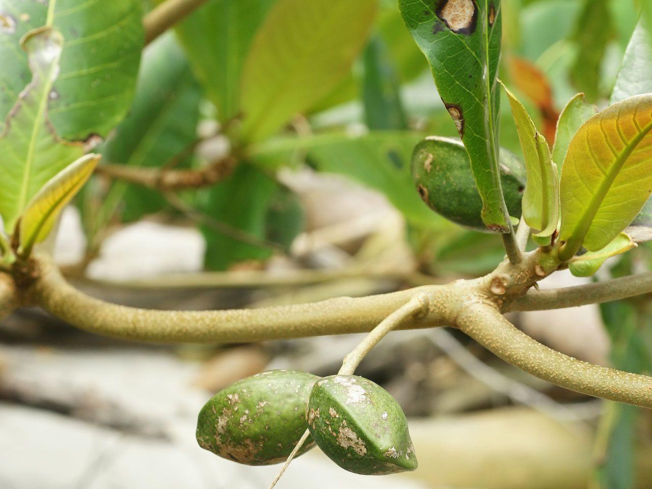 Terminalia Catappa Seeds | Indian Almond Seeds – ChhajedGarden.com