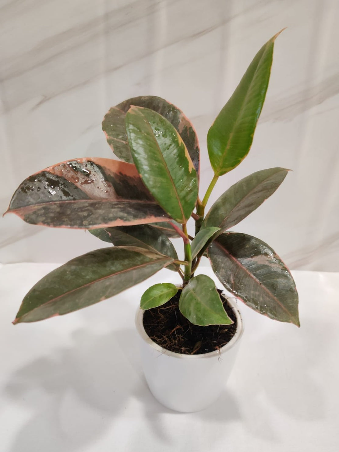 Buy Variegated Rubber Plant (Ficus Elastica) online at the best price ...