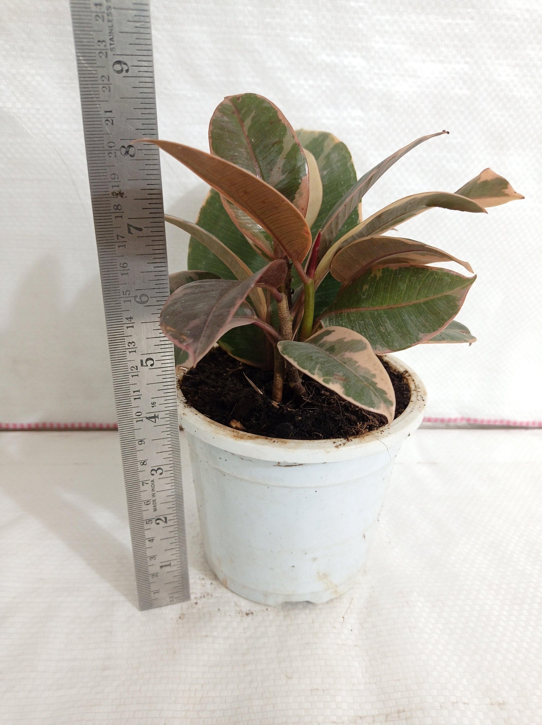Buy Variegated Rubber Plant (Ficus Elastica) online at the best price ...