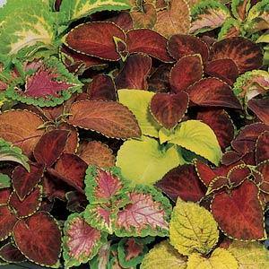 Coleus Wizard Select Mix Flower Seeds at Low Price – ChhajedGarden.com
