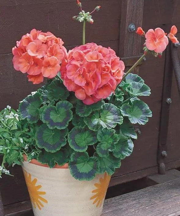 Goldsmith Seeds – ChhajedGarden.com