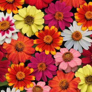 Zinnia Single Zahara Mix Flower Seeds – ChhajedGarden.com